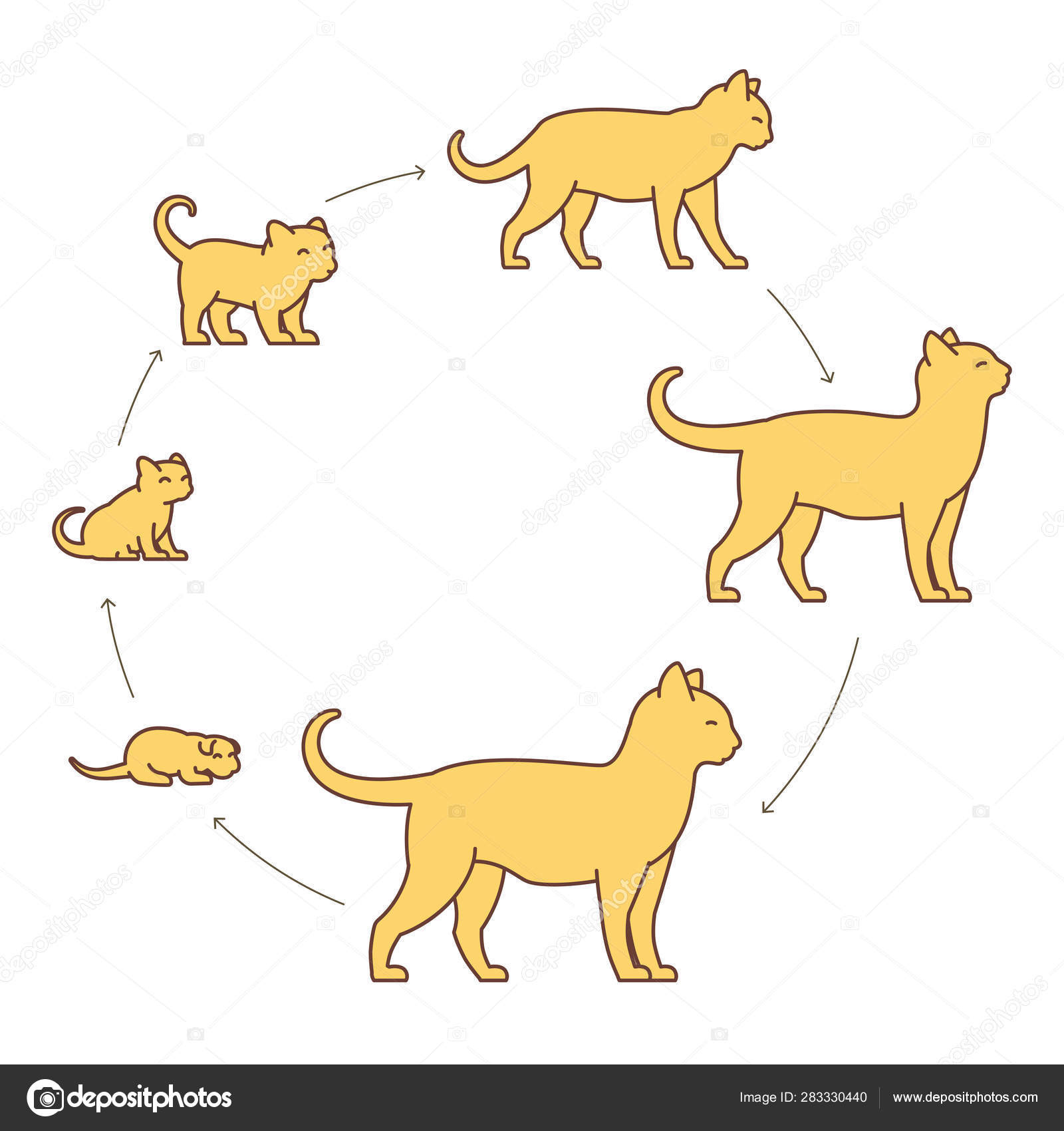 Round stages of cat growth set. From kitten to adult cat. Animal pets ...