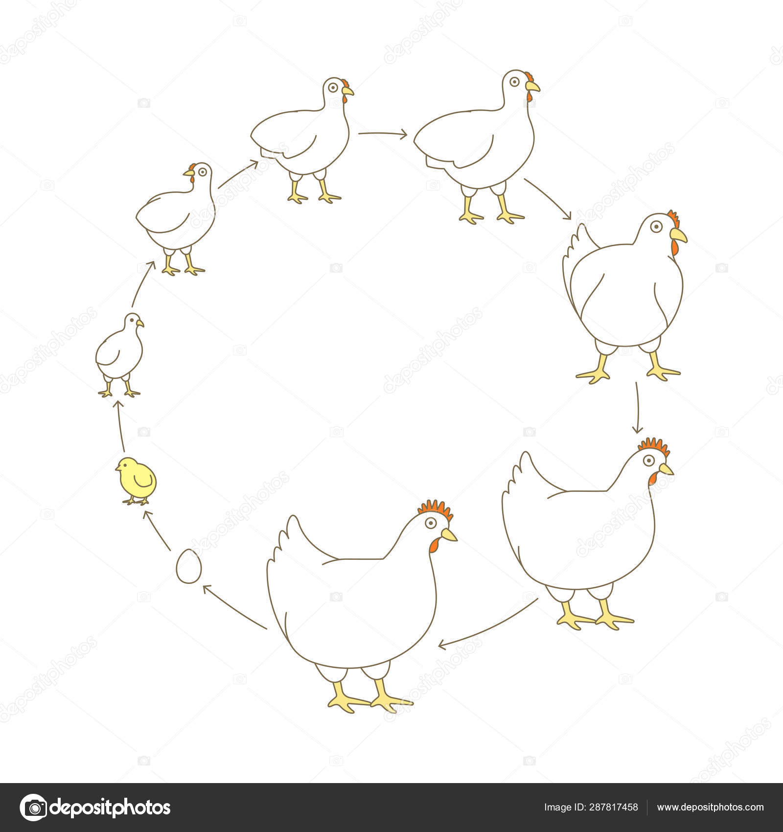 Round Stages of poultry growth set. Breeding fowl. Hen production ...