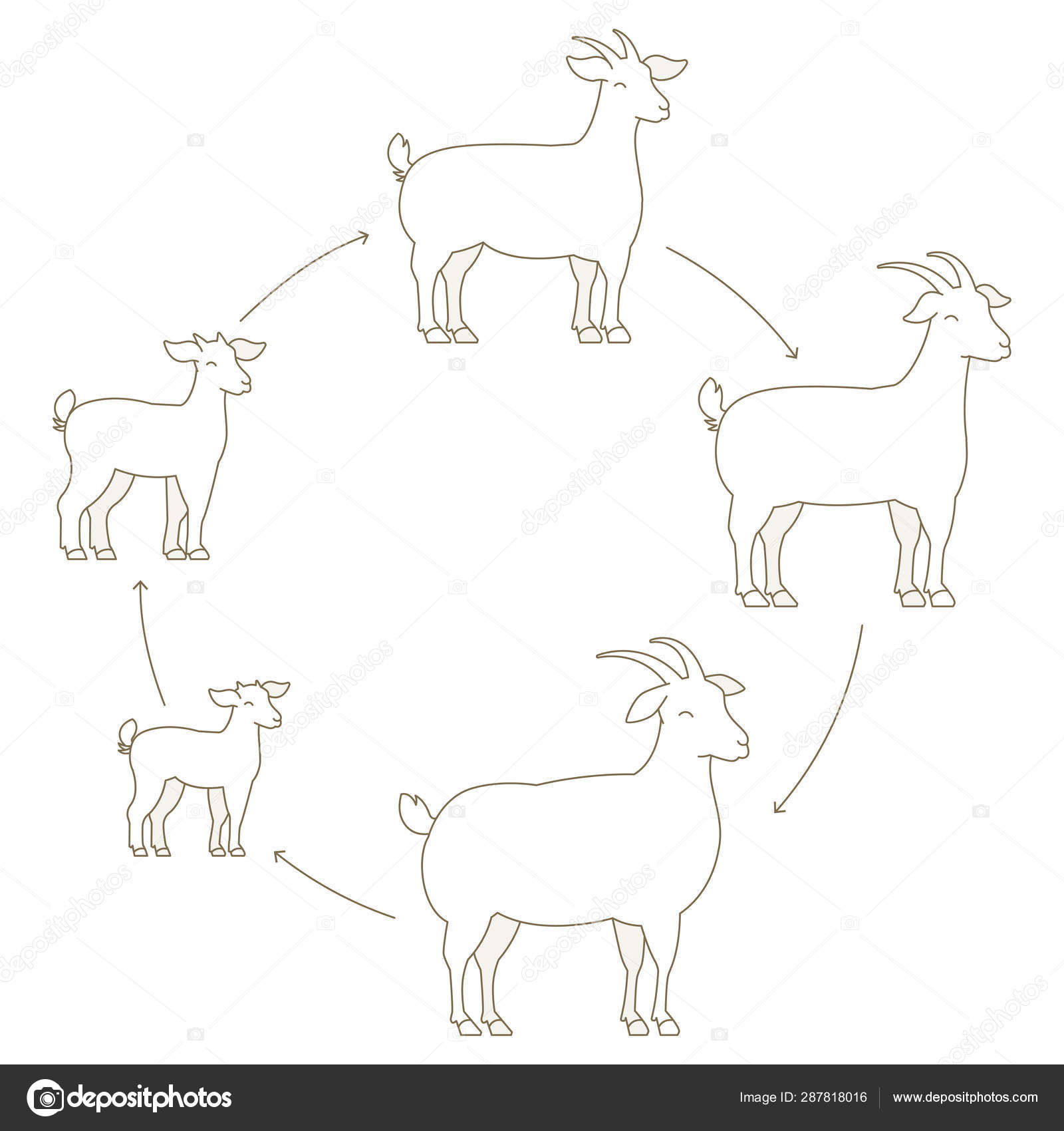 Round Stages of goats growth set. Animal farm. Breeding wool production ...
