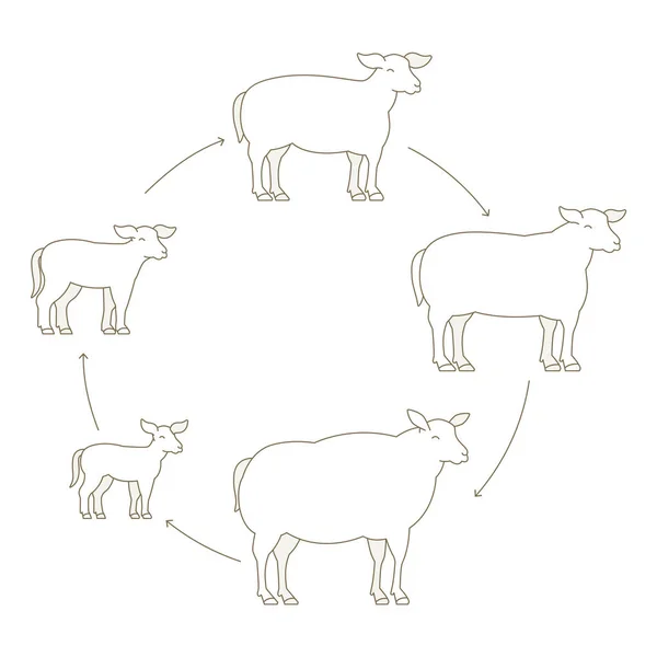 Stages of cow growth set. Milk farm. Breeding cow. Beefs production ...