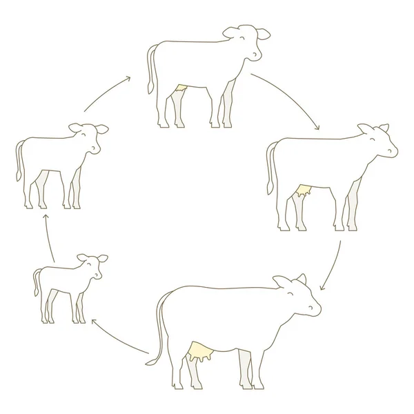 Round Stages of cow growth set. Milk farm. Breeding cow. Beefs ...