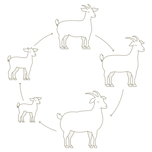 Goat animation Vector Art Stock Images | Depositphotos