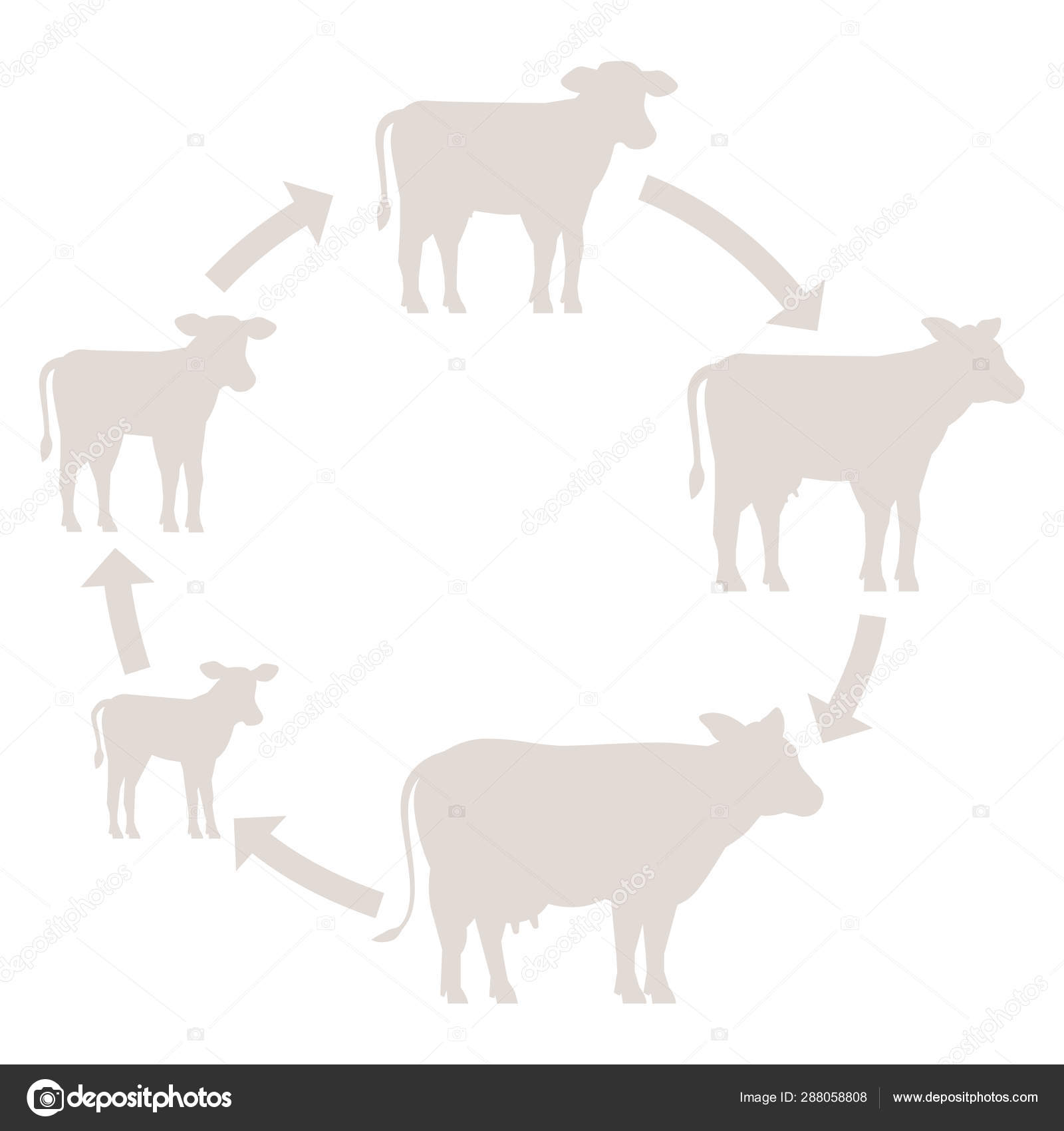 Conjunto de etapas redondas de crecimiento de la vaca. Granja lechera ...