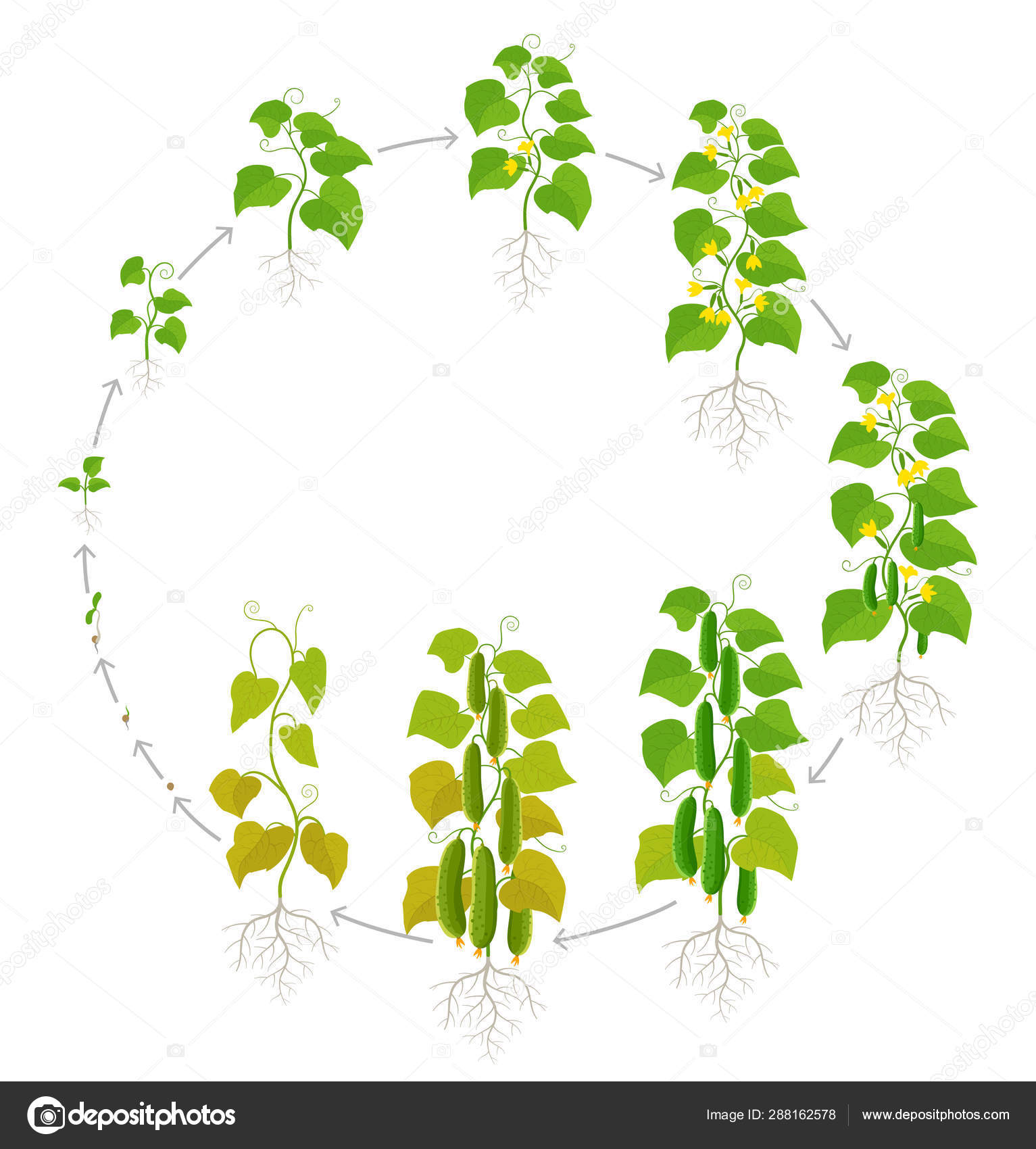Cucumber plant. Growth stages. Vector illustration. Ripening period ...