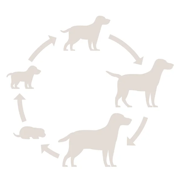 Round stages of dog growth set. From puppy to adult dog development ...