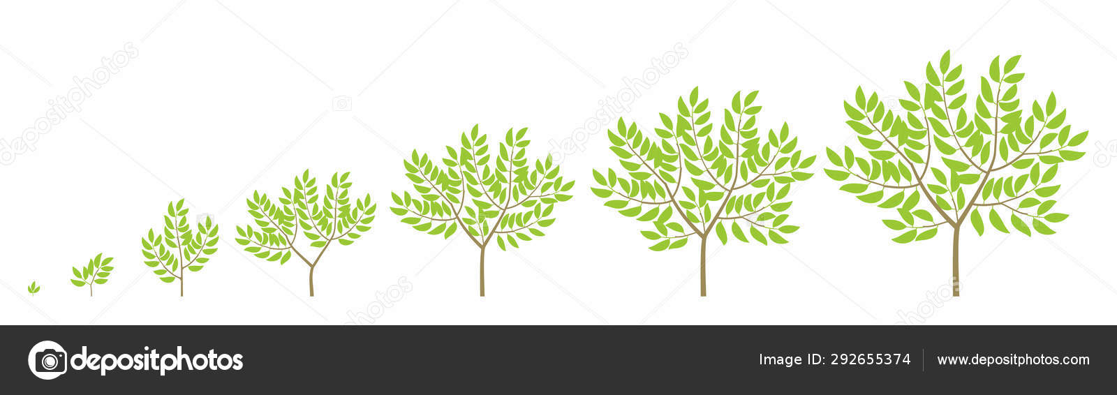 Tree growth stages. Ripening period progression. Tree life cycle ...