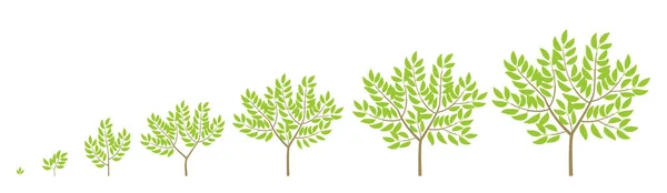 Olive tree growth stages. Vector illustration. Ripening period ...