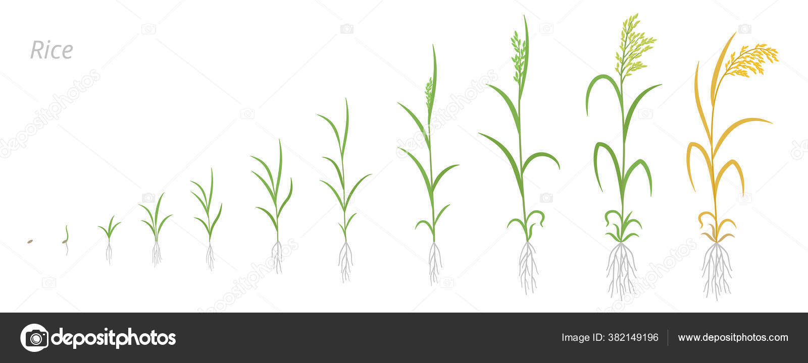 Rice plant growth stages development. Oryza sativa. Cereal grain ...