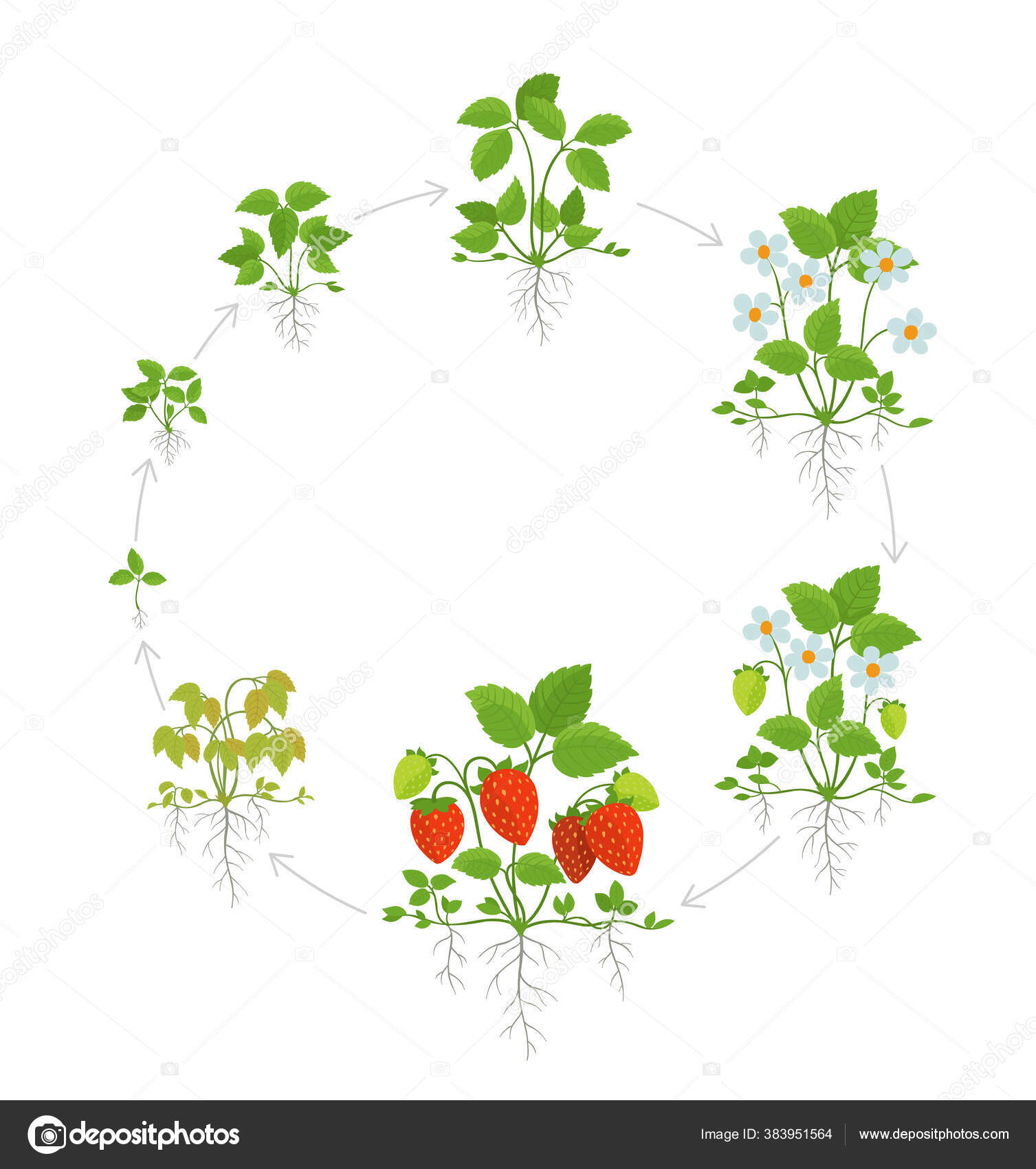 Strawberry plant growth stages. Round life cycle. Harvest progression ...