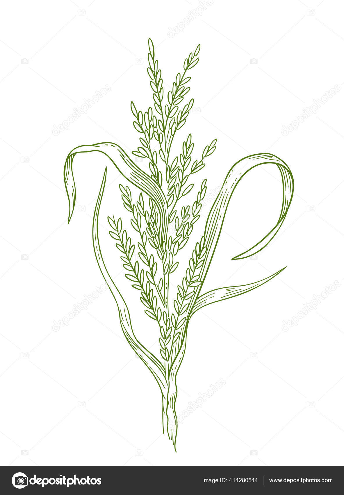 Rice Plant Drawing