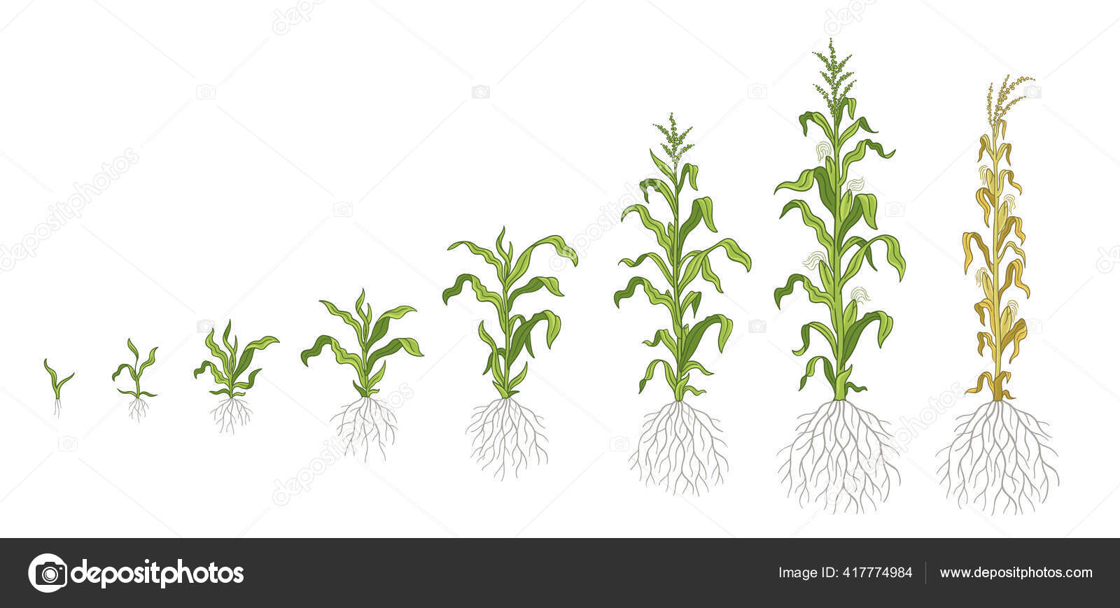 Growth stages of Maize plant. Corn development phases. Zea mays ...