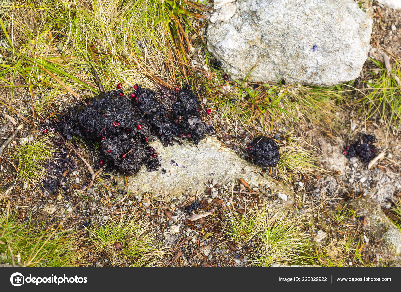 Warning Bear Poop