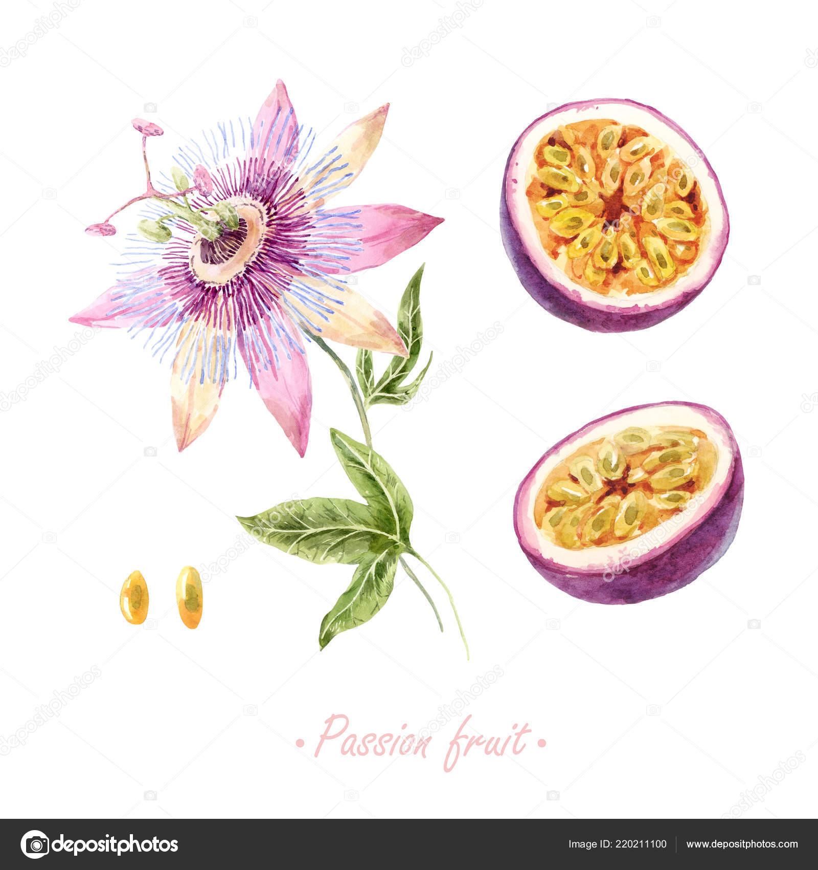 Passion Fruit Plant Drawing