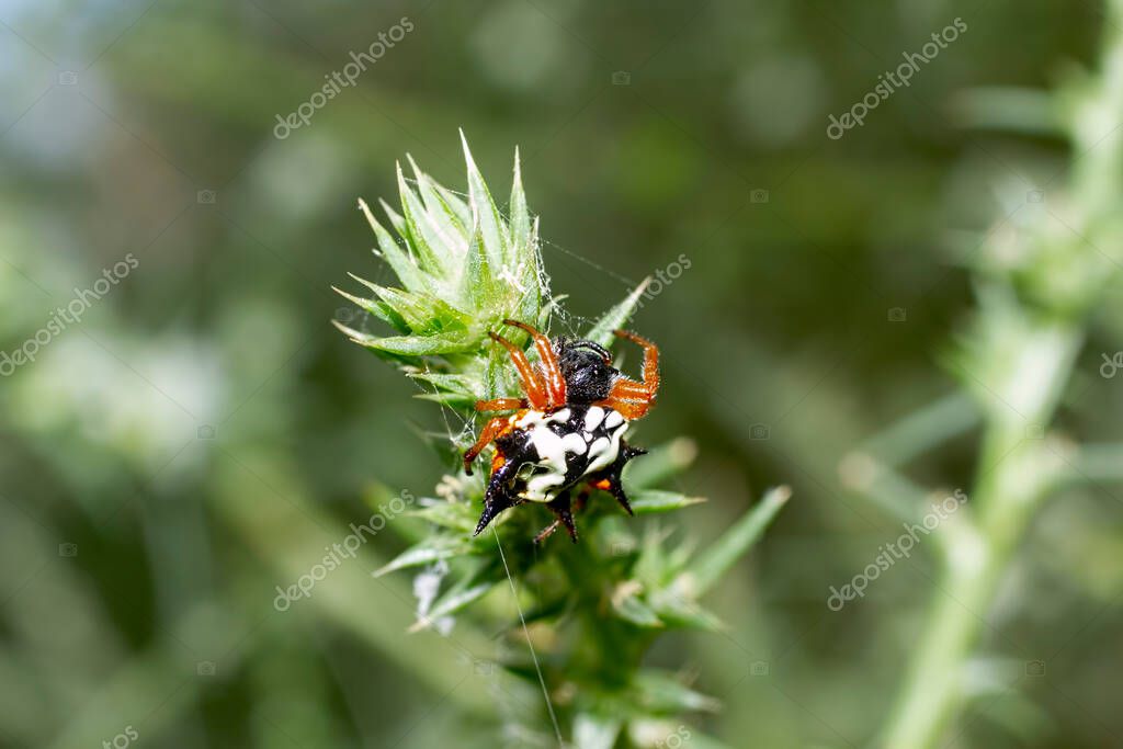 Un primer plano de una joya australiana negra y blanca spider ...
