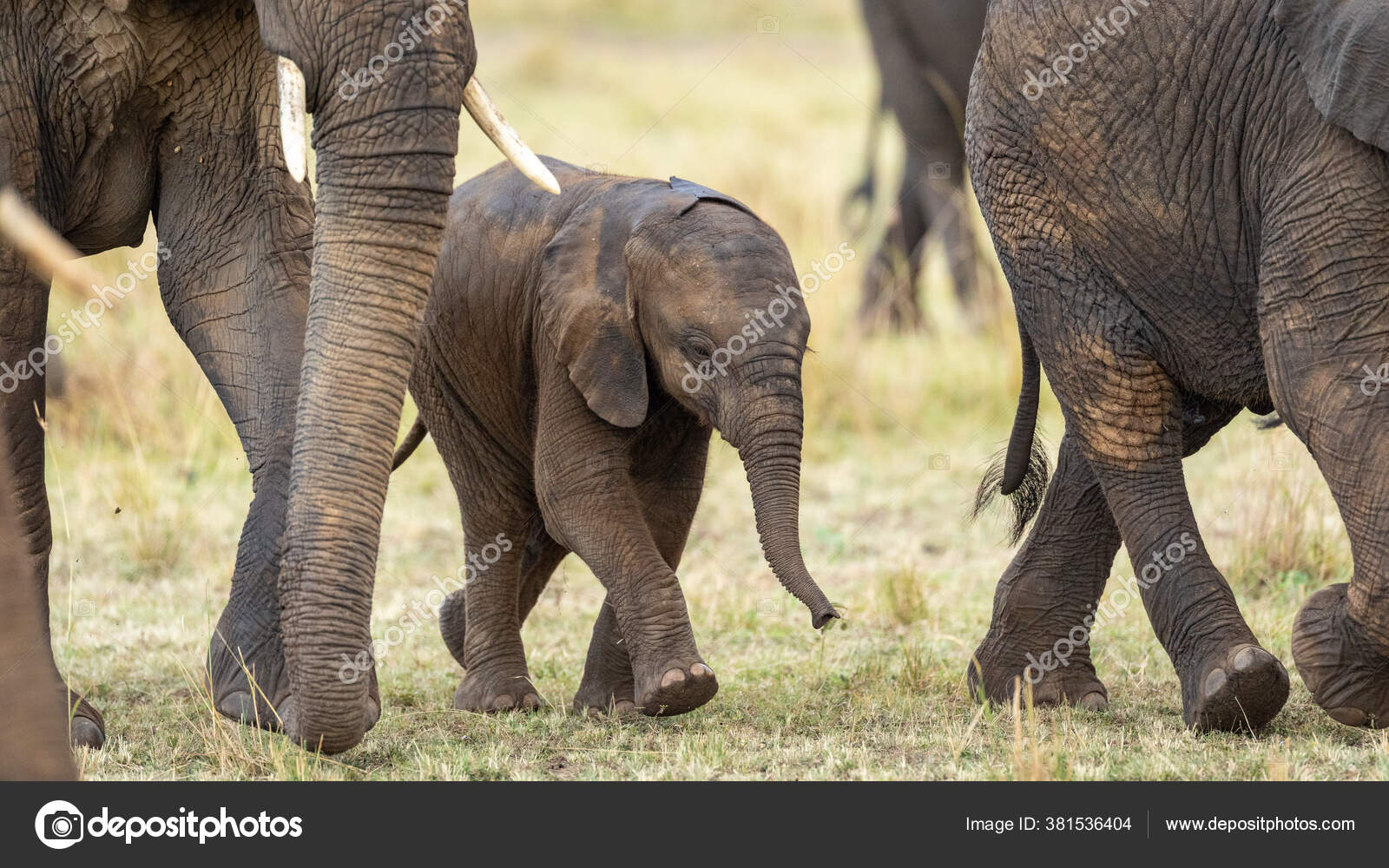 Tiny Baby Elephant