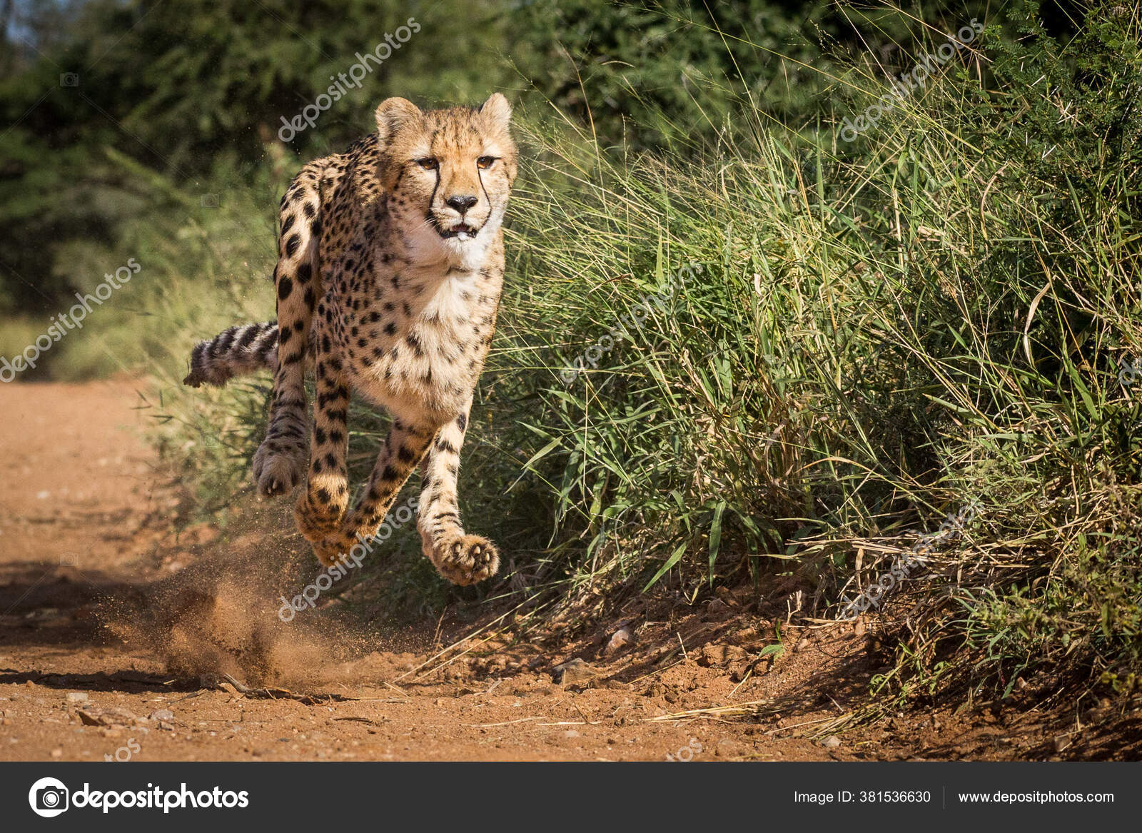 Leopard Running Speed