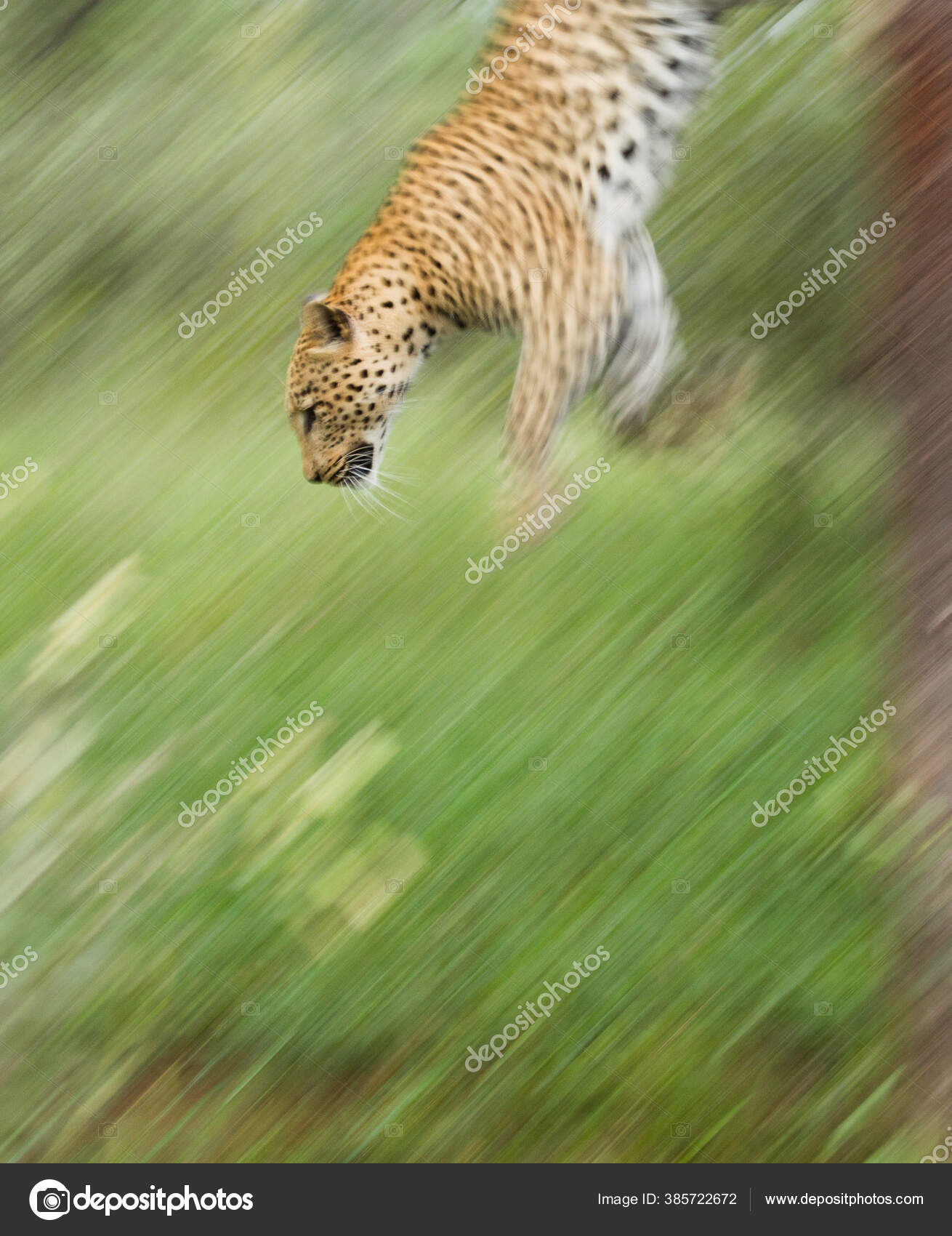 Leopard Jumping
