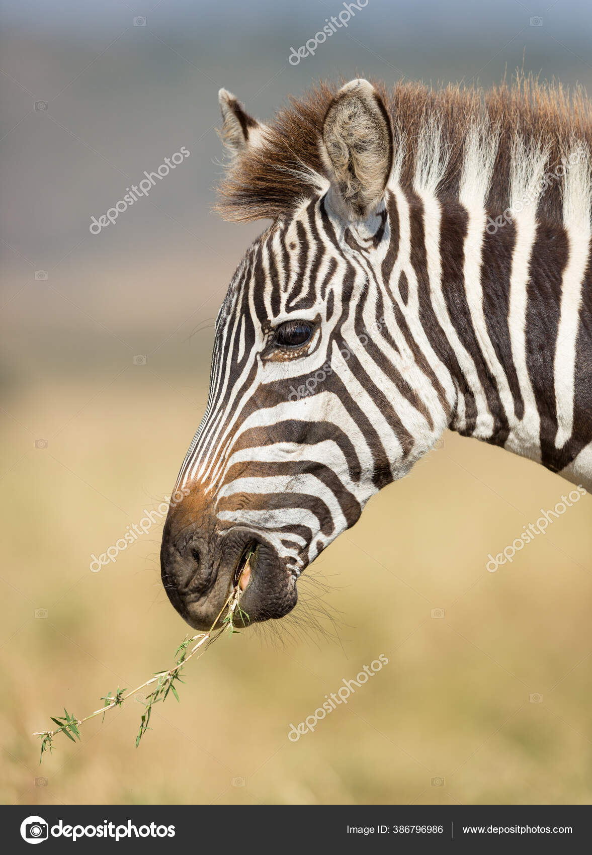 Half Zebra Half Man