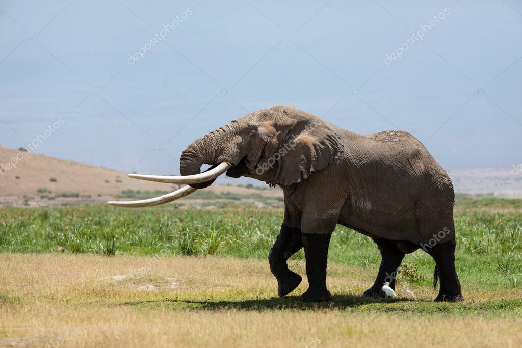 Elefante grande con colmillos enormes caminando en llanuras verdes ...