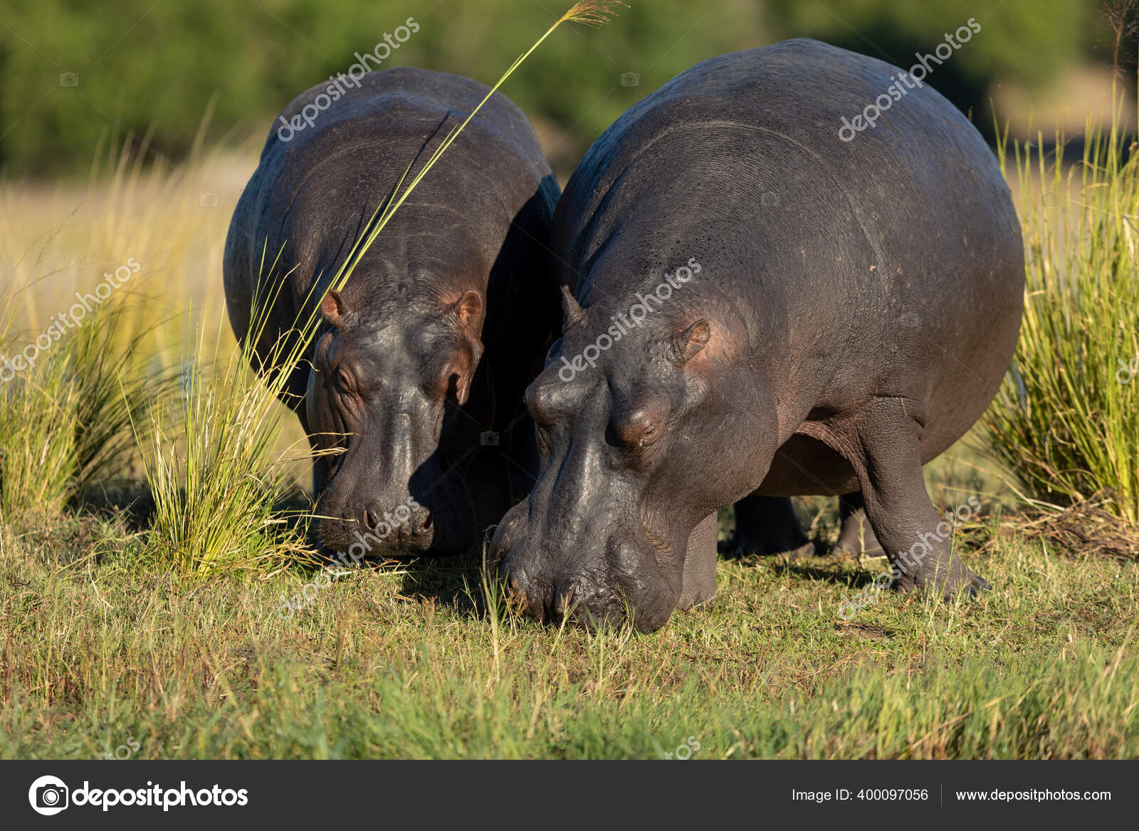Hippo Eating Grass