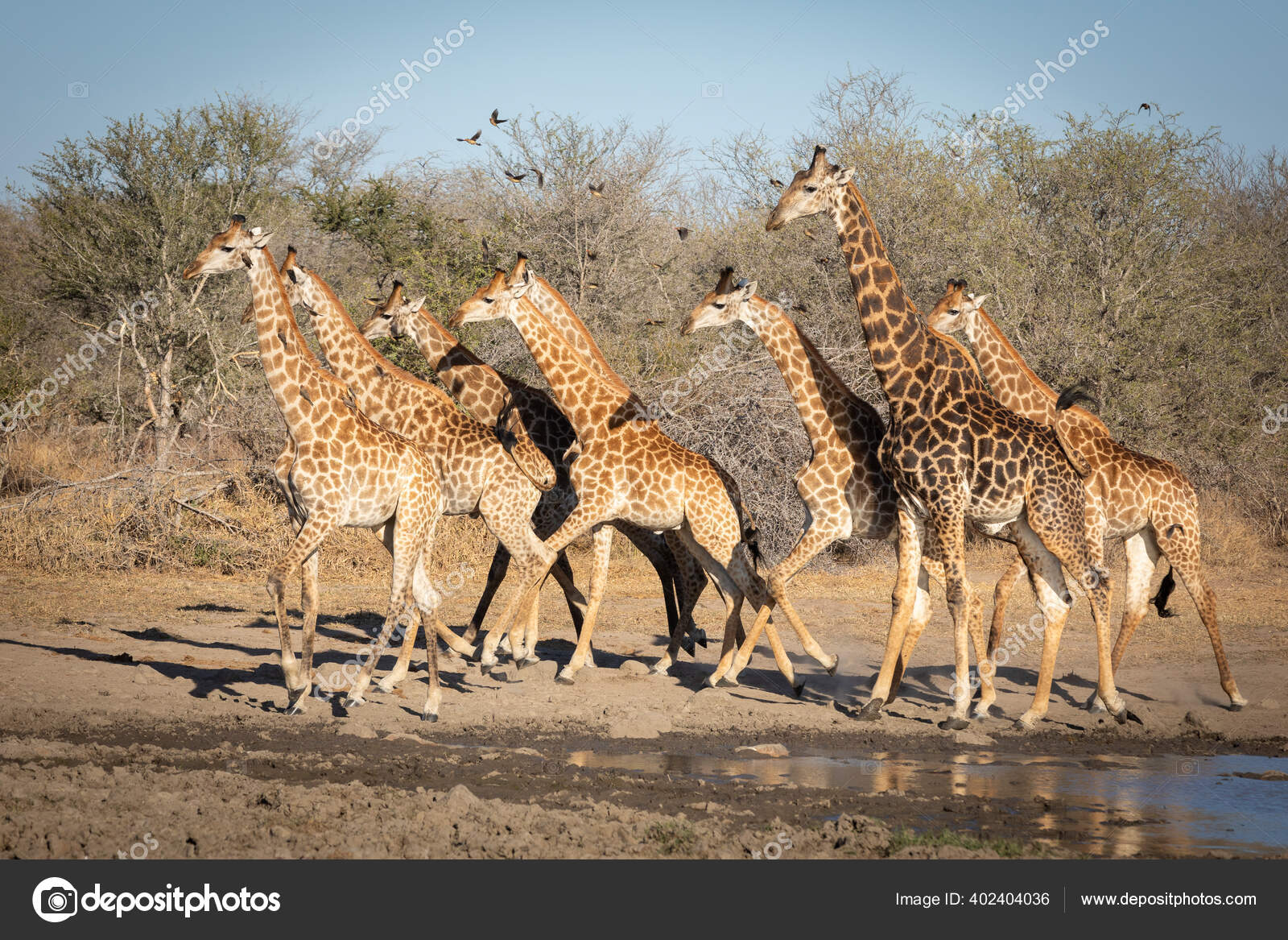Giraffe Herd Running