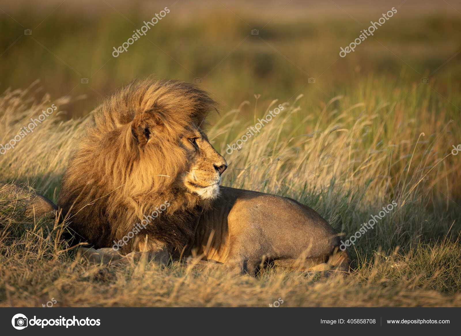 Lion Lying Down Side View Male Lion Side View Lying Down Looking Alert