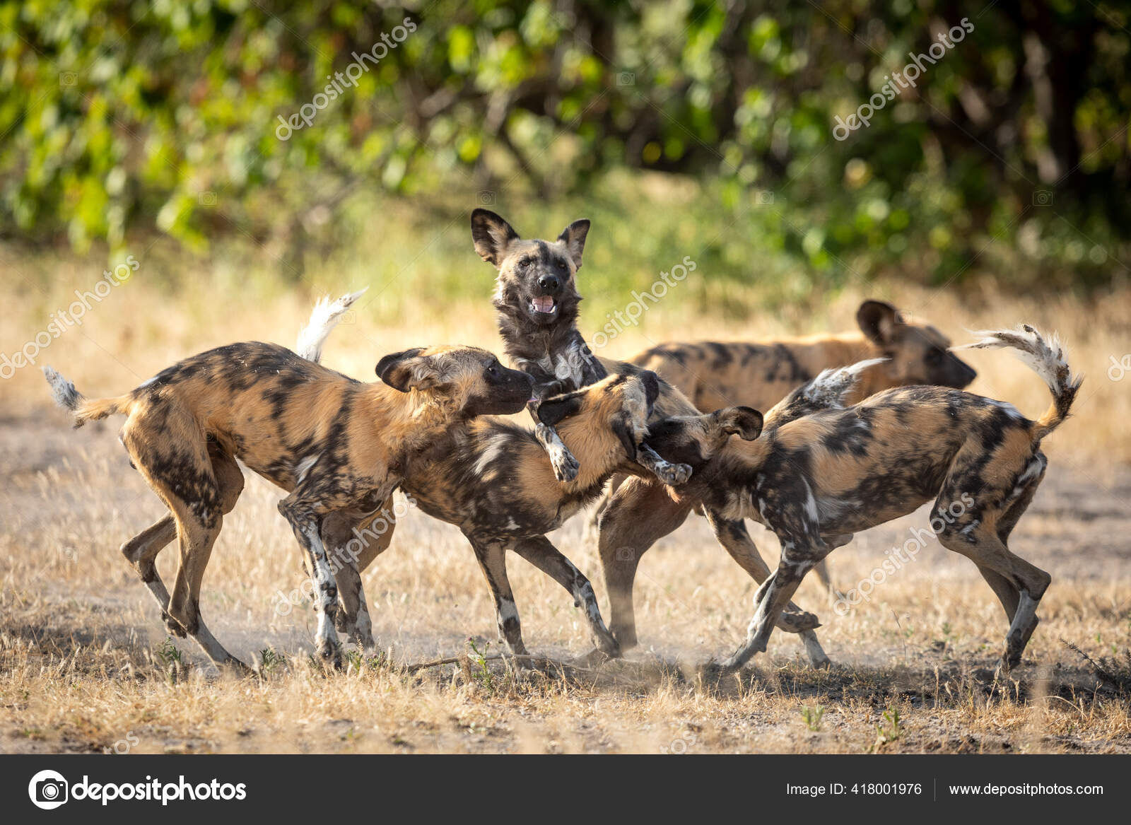 Pack Of Hunting Dogs