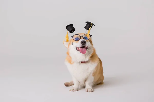 Dog programmer Stock Photos, Royalty Free Dog programmer Images ...