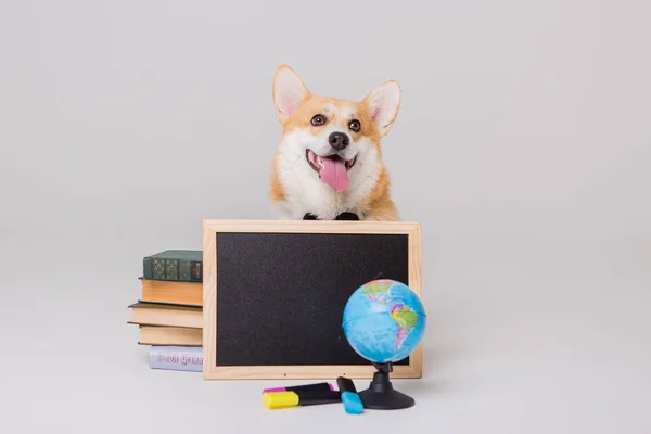 Education dog Stock Photos, Royalty Free Education dog Images ...