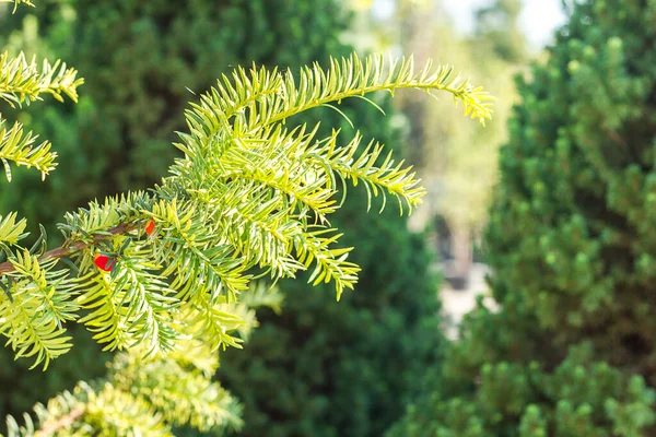 Juniperus tree Stock Photos, Royalty Free Juniperus tree Images ...