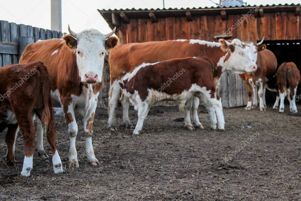 Vacas lecheras amamantando terneros en tierras de cultivo. Vaquillas de ...