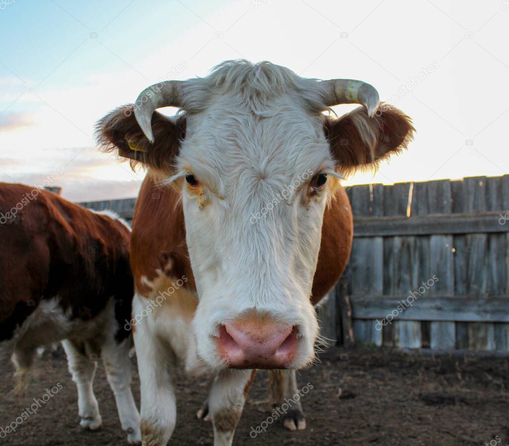 vieja vaca con cuernos mirando a la cámara peludo peludo rojo blanco ...