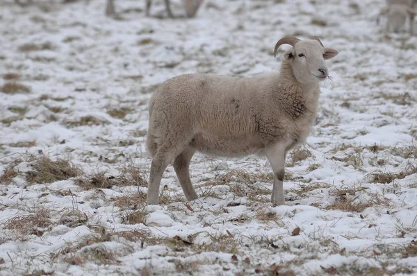 Frozen sheep Stock Photos, Royalty Free Frozen sheep Images | Depositphotos