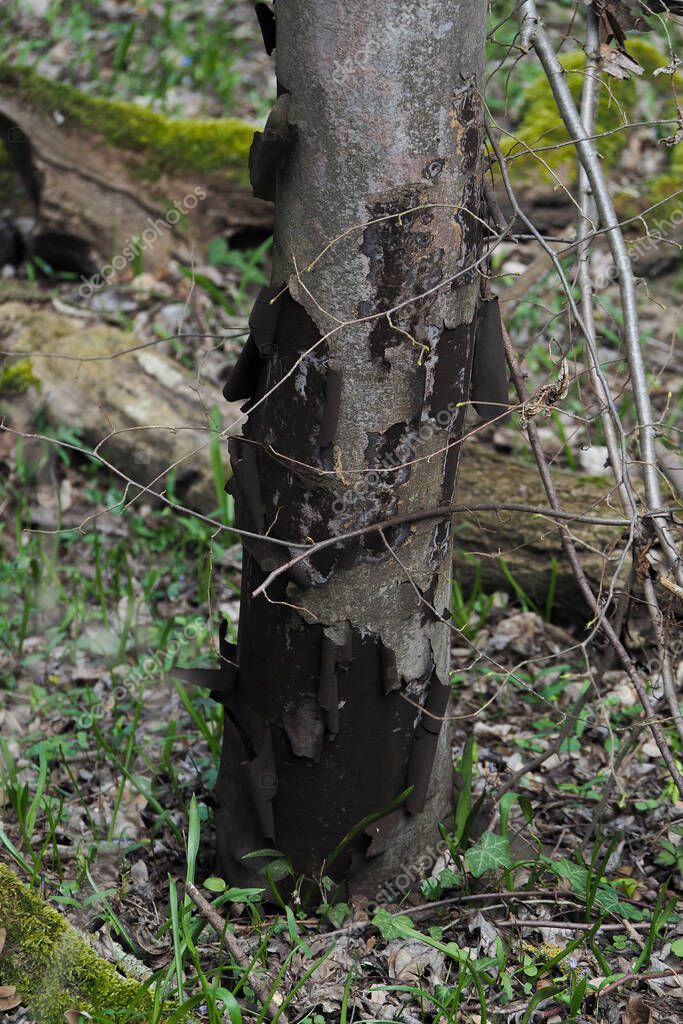 La enfermedad de la corteza de Sooty (Cryptostroma corticale) 2022