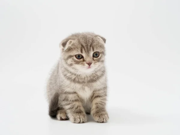 Scottish fold kitten Stock Photos, Royalty Free Scottish fold kitten ...