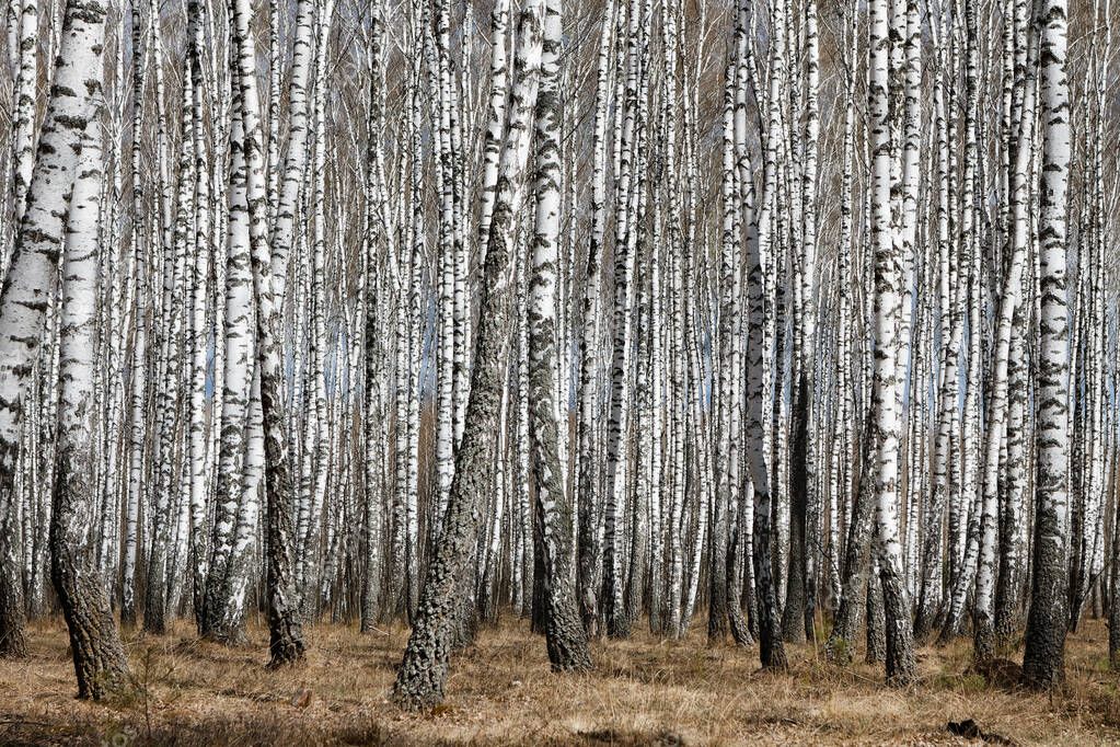 Troncos de abedules, bosque de abedules en primavera, panorama con ...