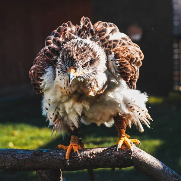 Birds of prey breeding images libres de droit, photos de Birds of prey ...