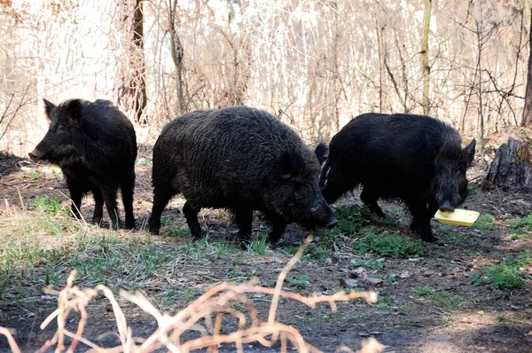 Wild boar race Stock Photos, Royalty Free Wild boar race Images ...