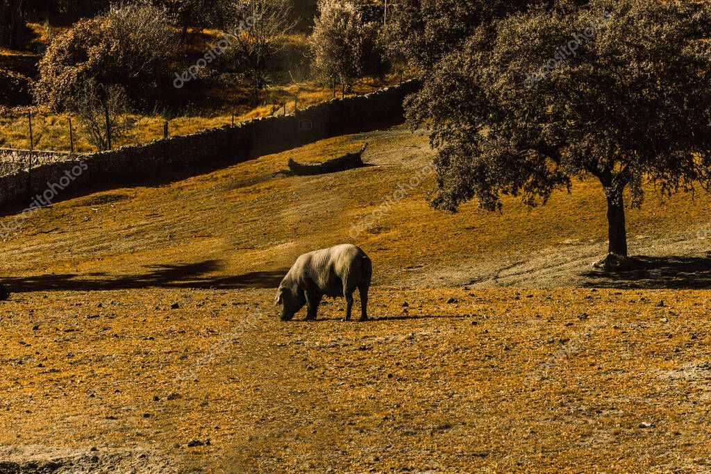 Cerdos ibéricos de bellota pastando en las montañas, en el parque ...