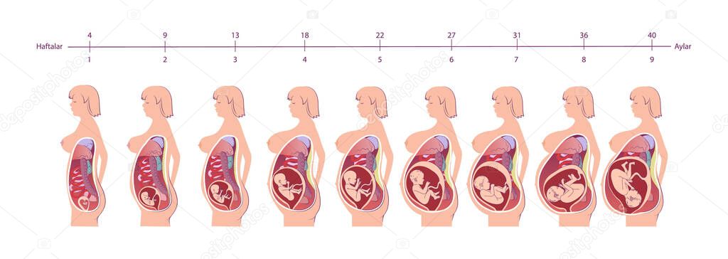 Embarazo normal anatomía femenina. Etapas desde la concepción hasta el ...