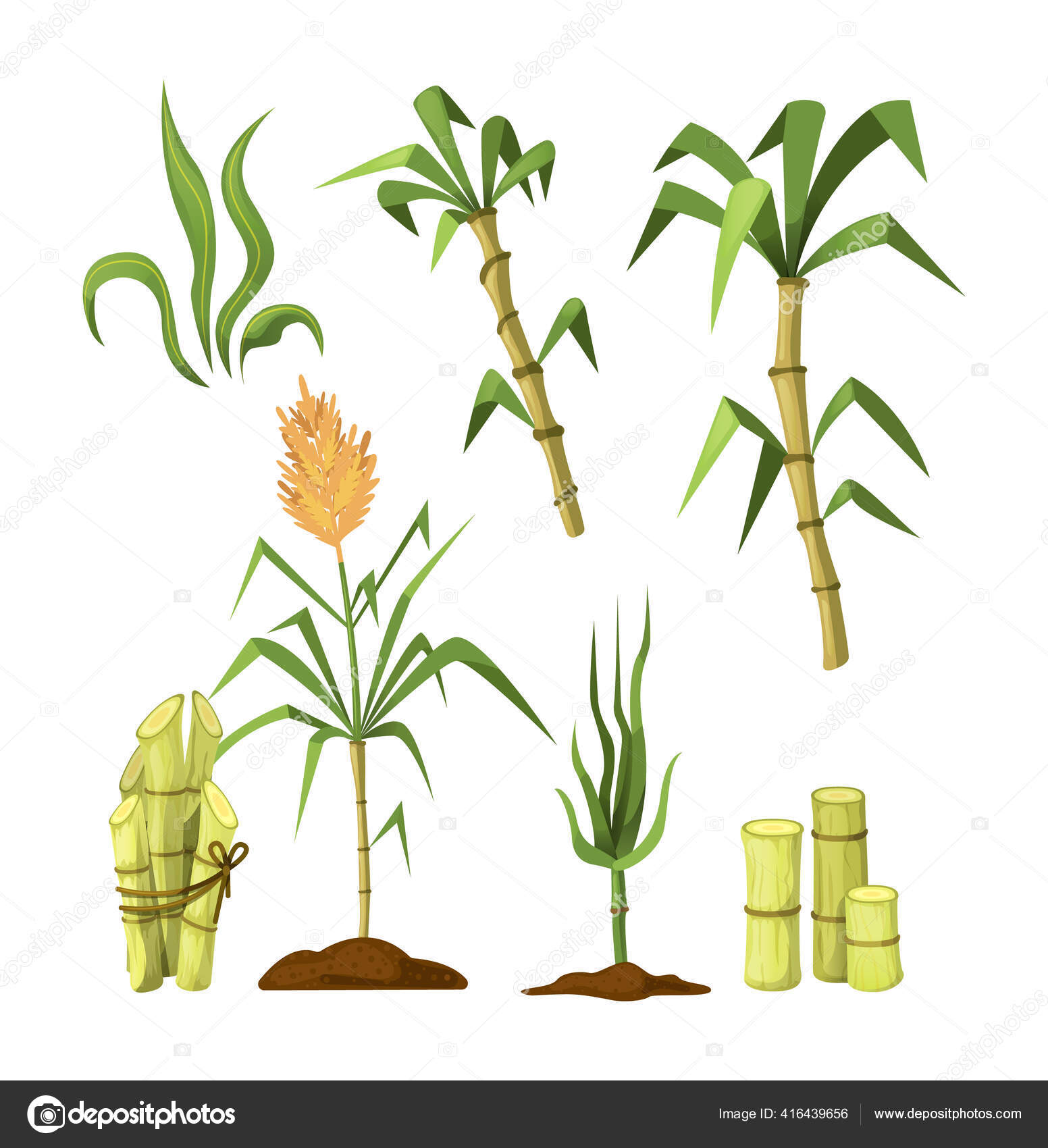 Fresh Cane Sugar Stem Leaf Plants Set Sugarcane Plants Cane Stock ...