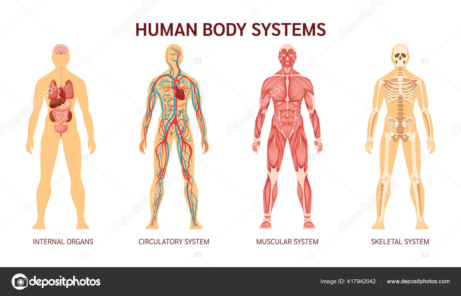 Menselijk Lichaam Menselijk Skelet Spierstelsel Bloedvaten Met Slagaders Aderen Inwendige ...