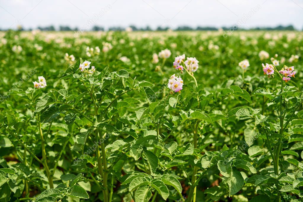 Plantas de papa con flores en el campo en un día soleado 2023