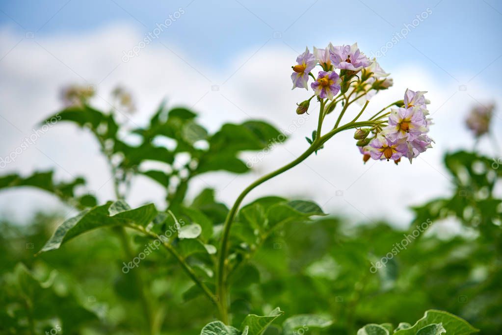 Plantas de papa con flores en el campo en un día soleado 2022