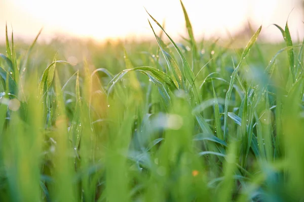 Selective Focus Light Green Grass Forest Background Stock Photo by ...