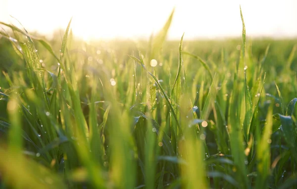 Selective Focus Light Green Grass Forest Background Stock Photo by ...
