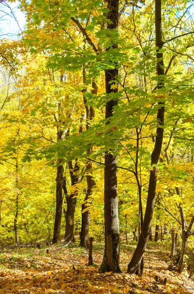 autumn maple forest, yellow leaves - Stock Image - Everypixel