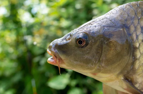 carp fish head close-ups. sport fishing - Stock Image - Everypixel