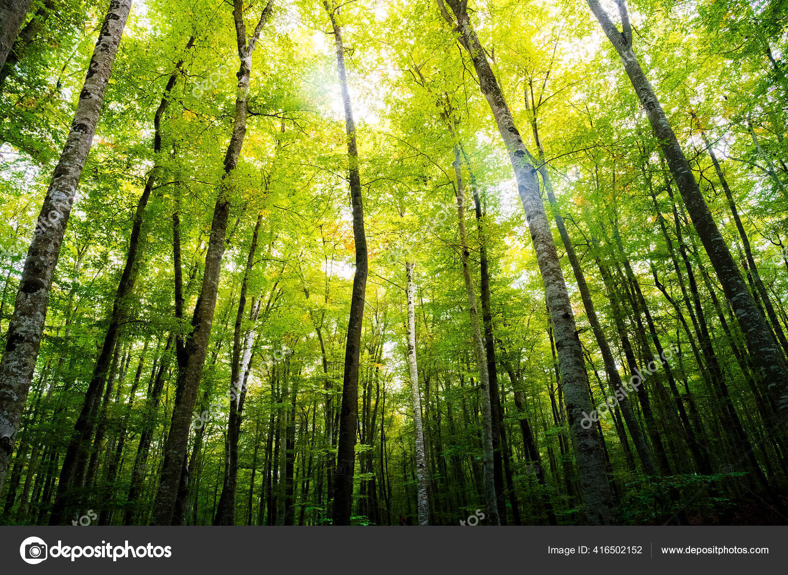 Autumn Forest Beech Trees Sun Illuminating Green Treetops Nature Green ...