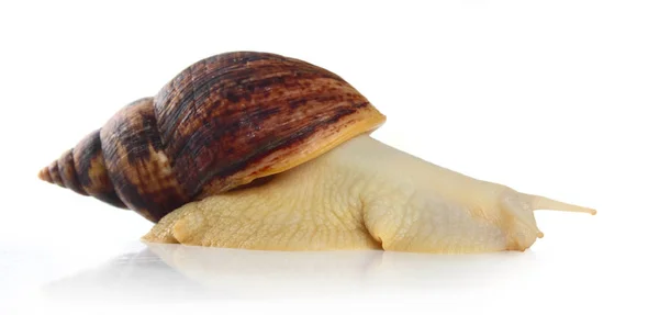 Töltött csiga Stock Photos, Royalty Free Töltött csiga Images ...